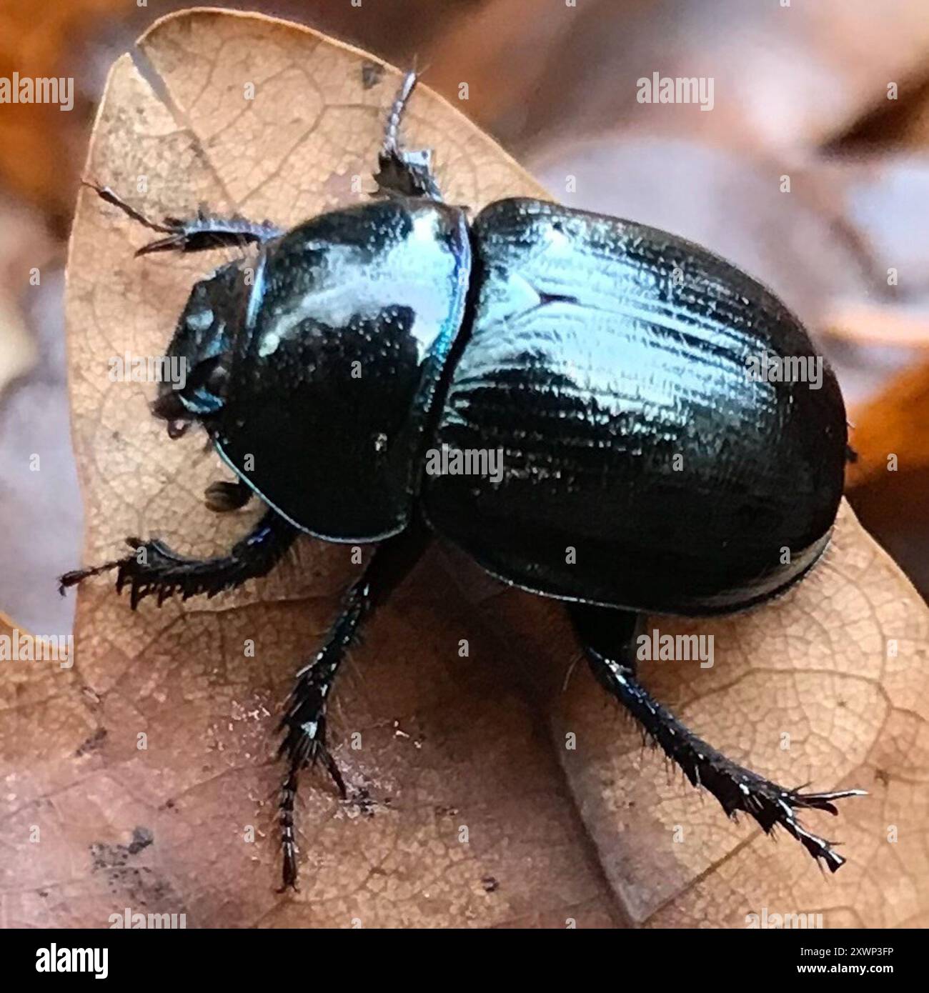 Woodland Dor Beetle (Anoplotrupes stercorosus) Insecta Stock Photo - Alamy