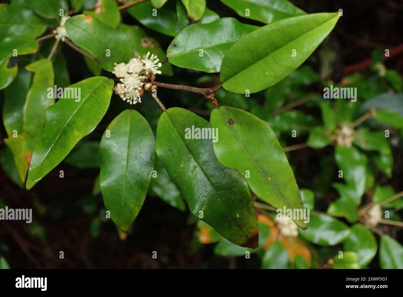 Lesser Lavender Croton (Croton pseudopulchellus) Plantae Stock Photo ...