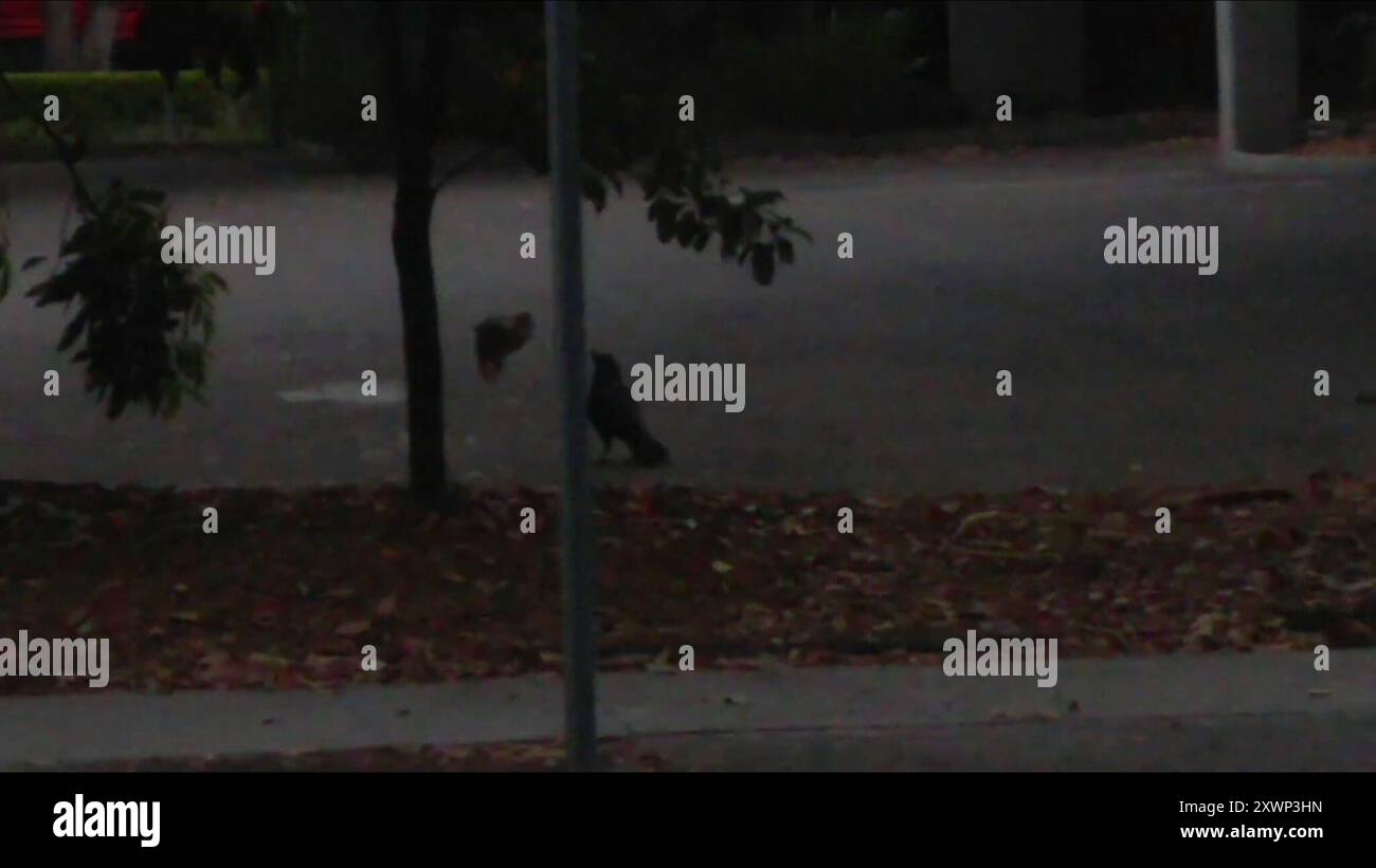 Eastern Australian Raven (Corvus coronoides coronoides) Aves Stock ...