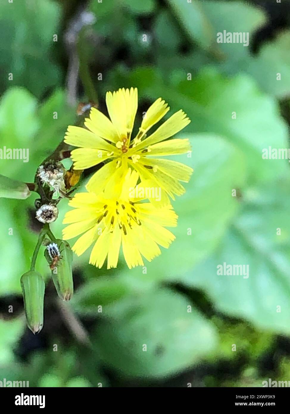 Oriental false hawksbeard (Youngia japonica) Plantae Stock Photo - Alamy