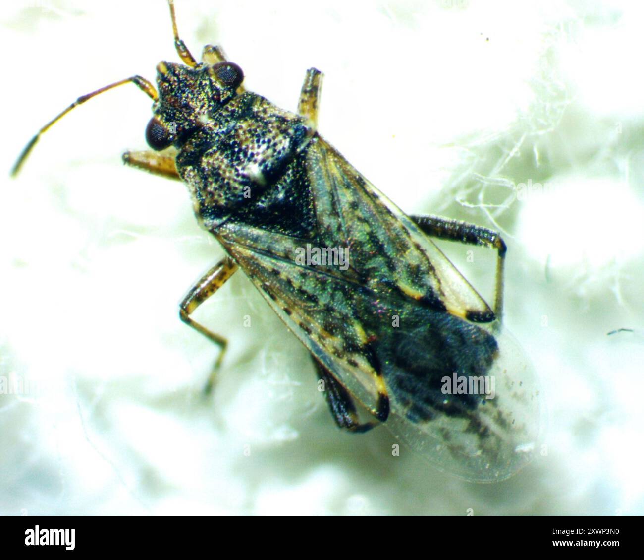 False chinch bugs hi-res stock photography and images - Alamy