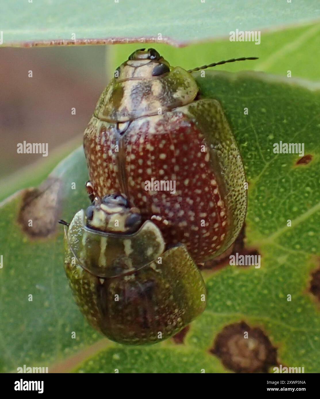 Eucalyptus variegated beetle (Paropsisterna cloelia) Insecta Stock ...