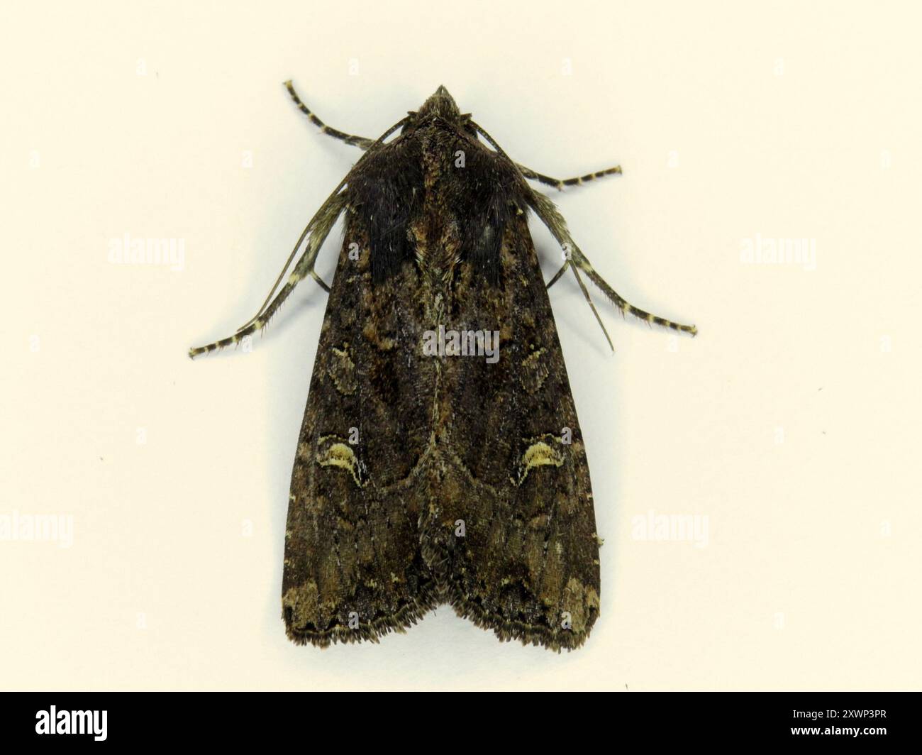 Kidney-spotted Rustic Moth (Helotropha reniformis) Insecta Stock Photo ...