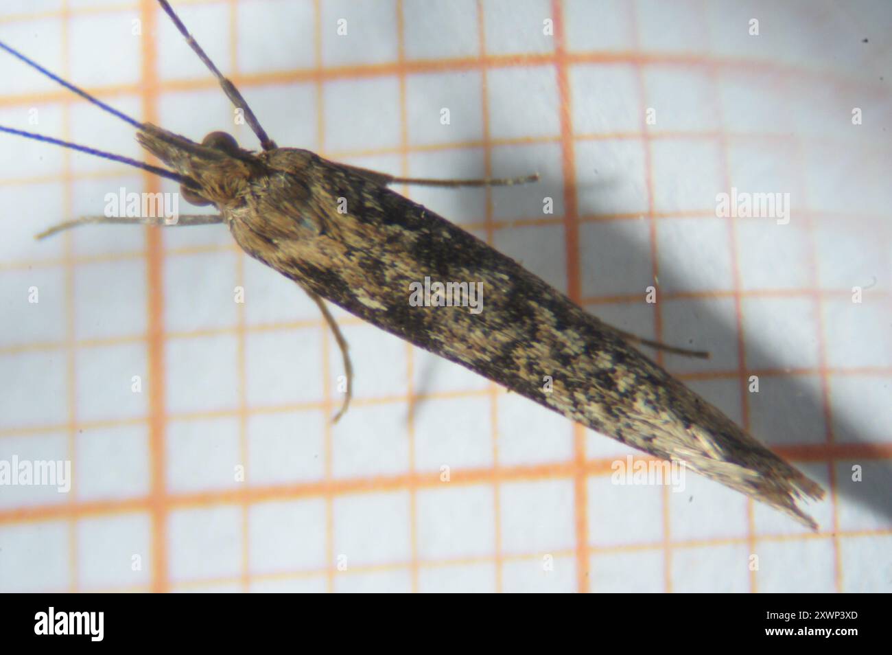 Diamondback Moth (Plutella xylostella) Insecta Stock Photo - Alamy