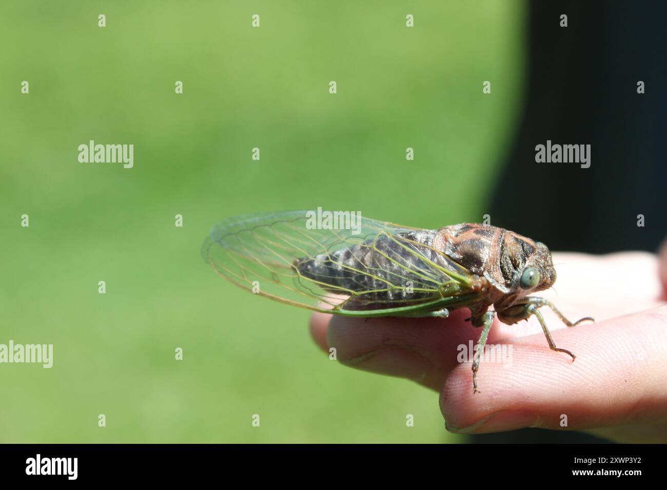 Northern Dog-day Cicada (Neotibicen canicularis) Insecta Stock Photo ...