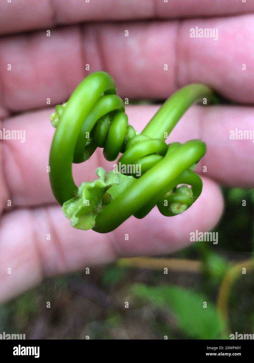 Gleichenella pectinata hi-res stock photography and images - Alamy