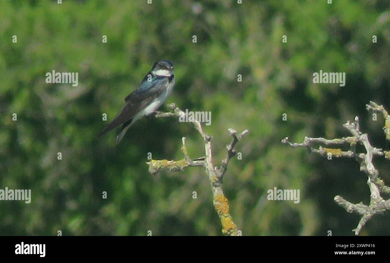 White rumped swallow hi-res stock photography and images - Alamy