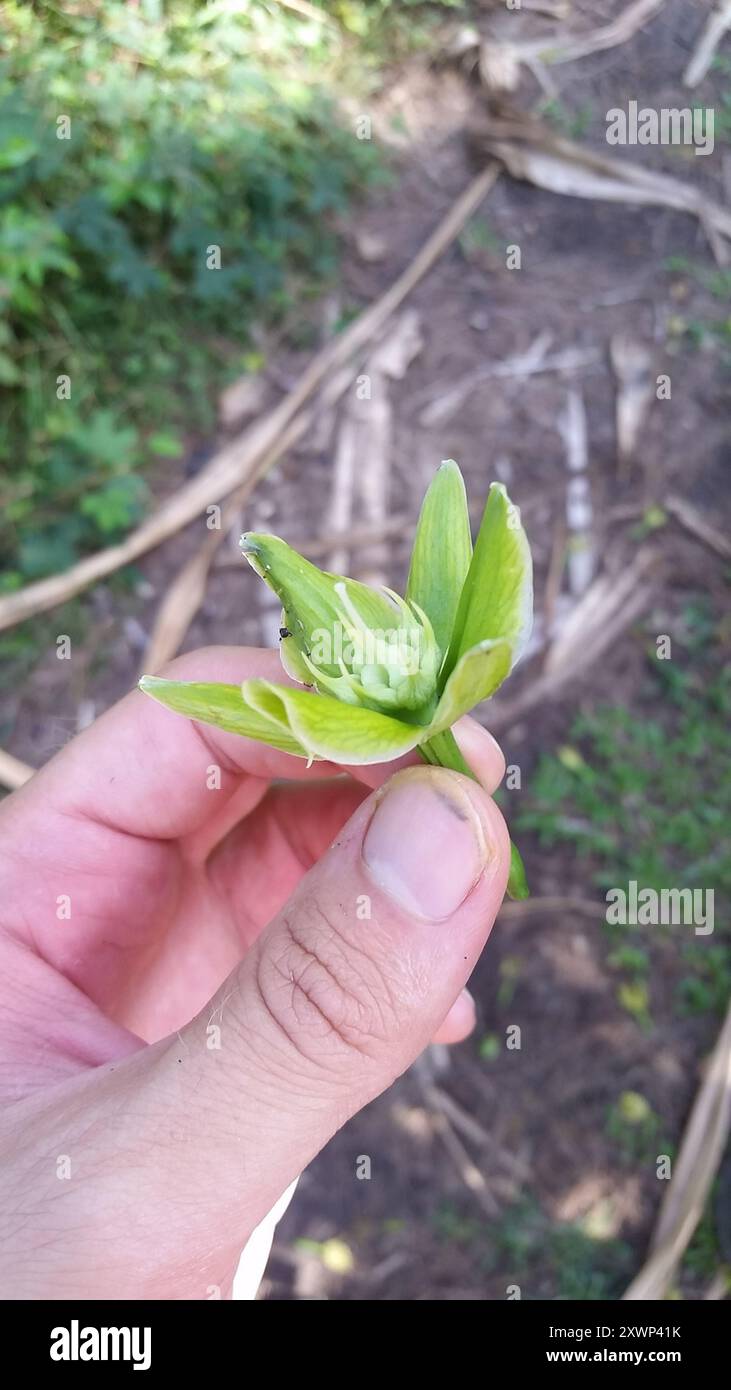 Mauritius hemp (Furcraea foetida) Plantae Stock Photo - Alamy