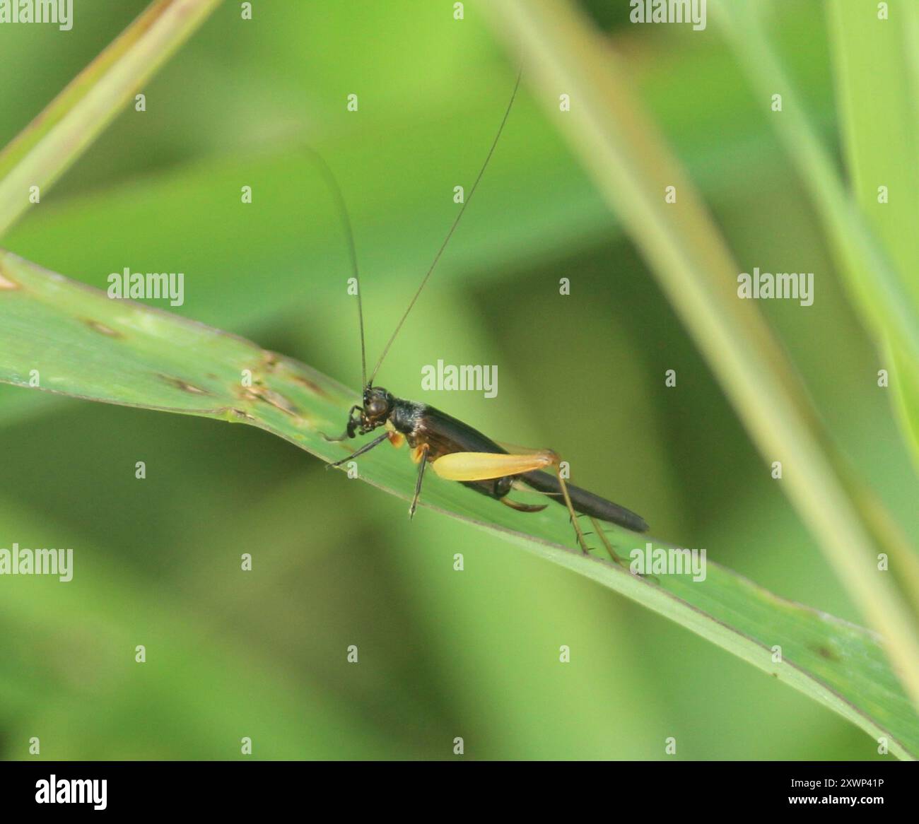 Trigonidiinae hi-res stock photography and images - Alamy