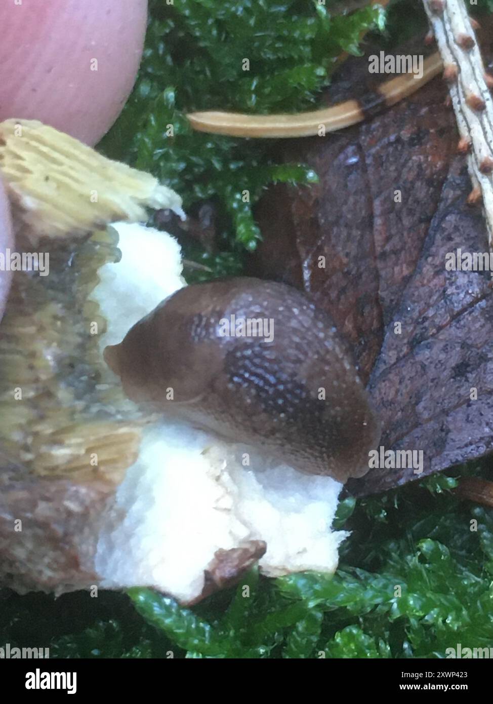 Keelback Slugs (Limacidae) Mollusca Stock Photo - Alamy
