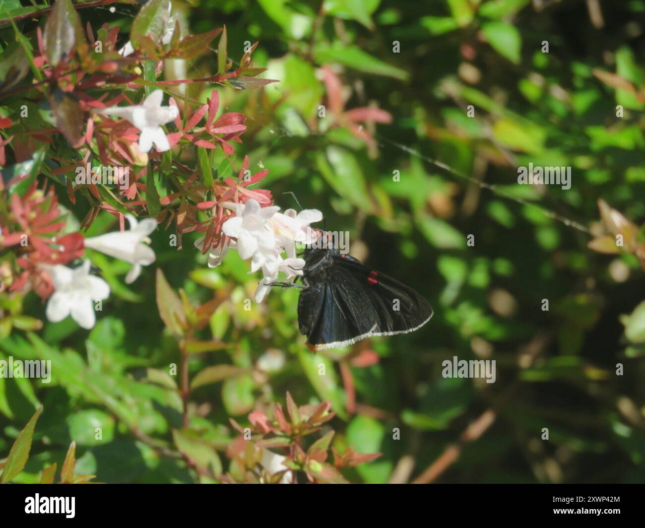 Polybius hi-res stock photography and images - Alamy
