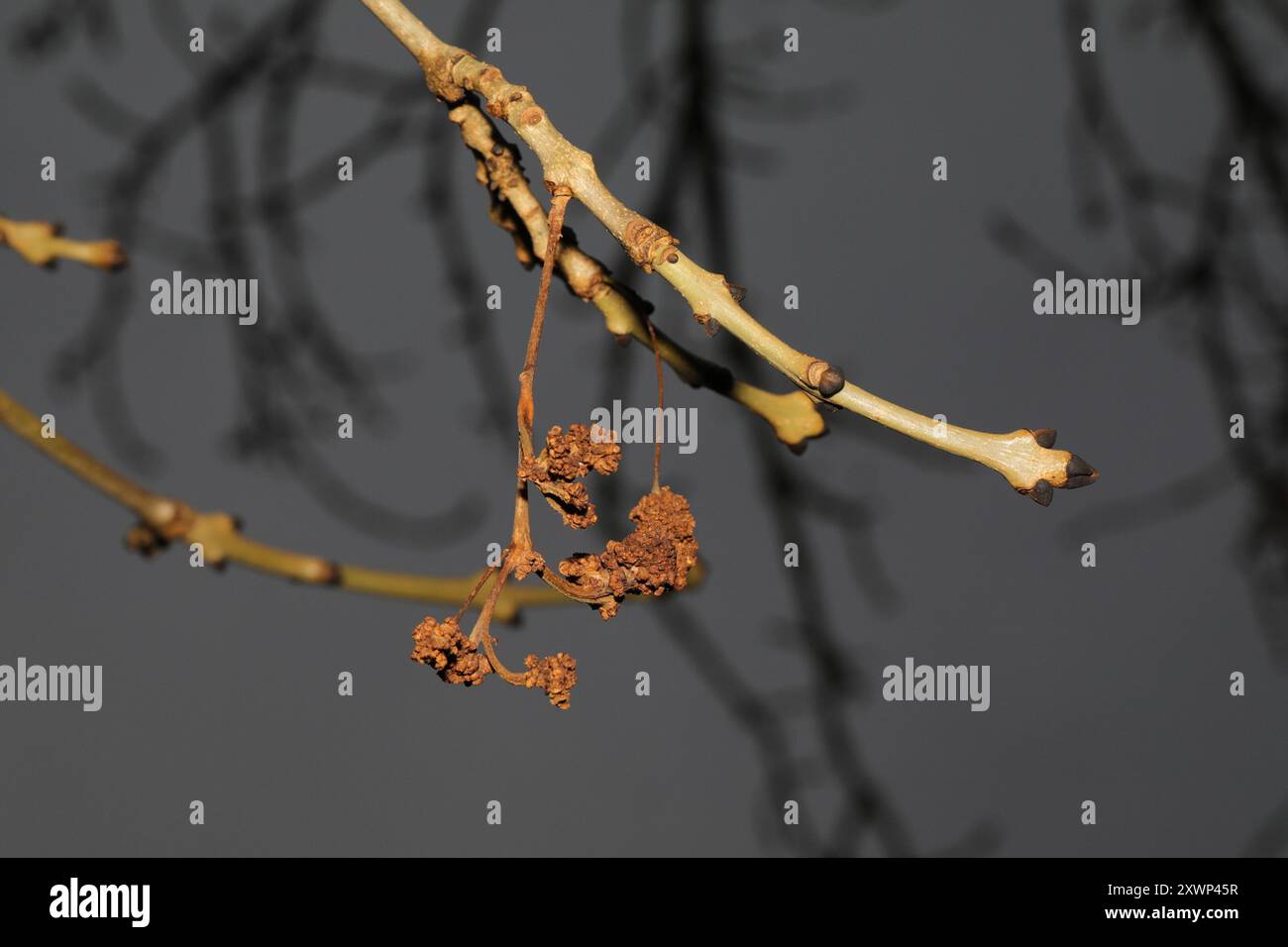 Ash Key Gall Mite (Aceria fraxinivora) Arachnida Stock Photo - Alamy