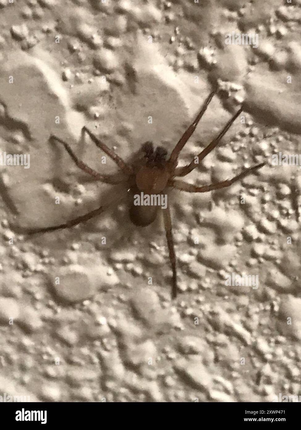 Spiders (Araneae) Arachnida Stock Photo - Alamy