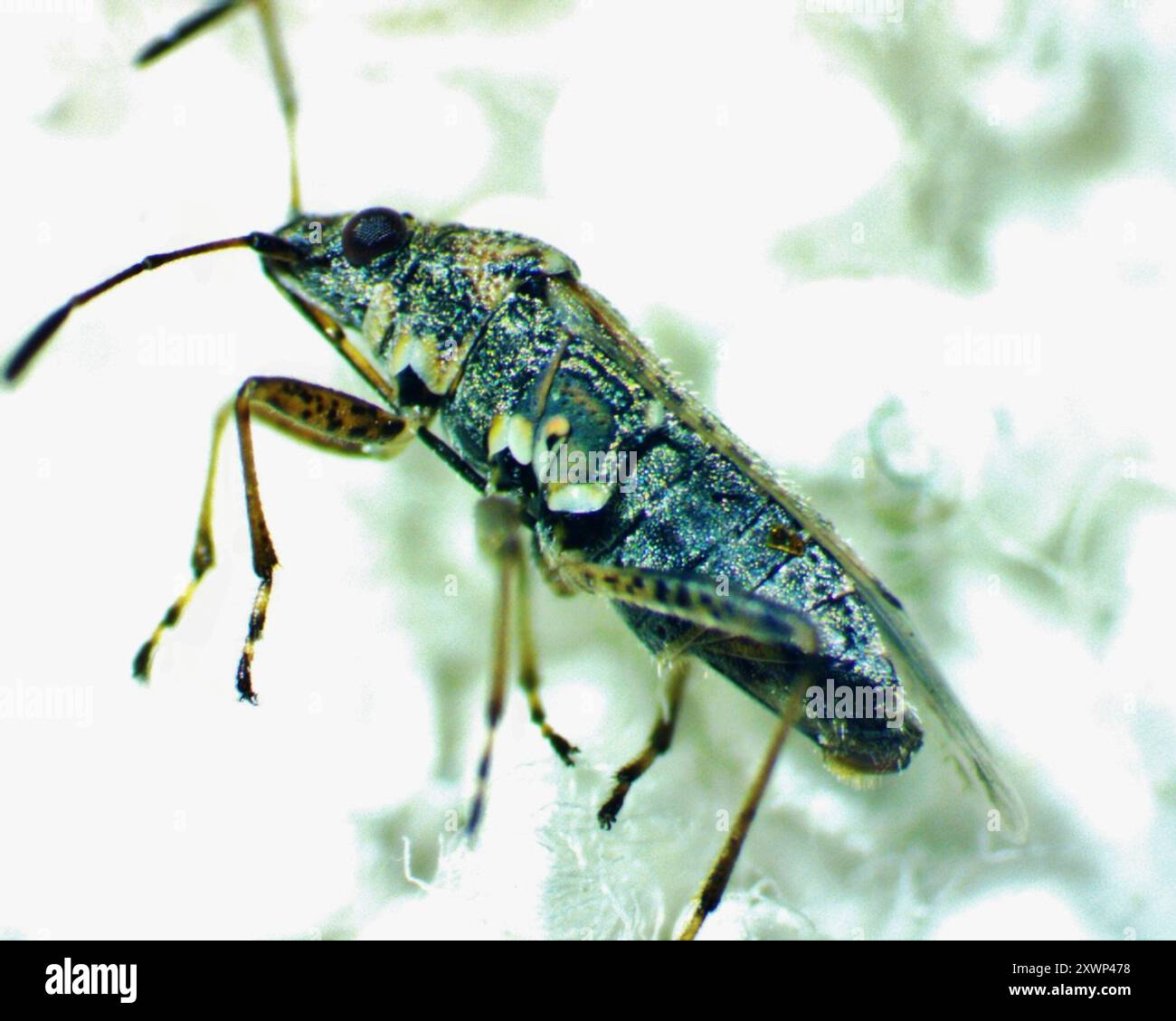 False chinch bugs (Nysius) Insecta Stock Photo - Alamy