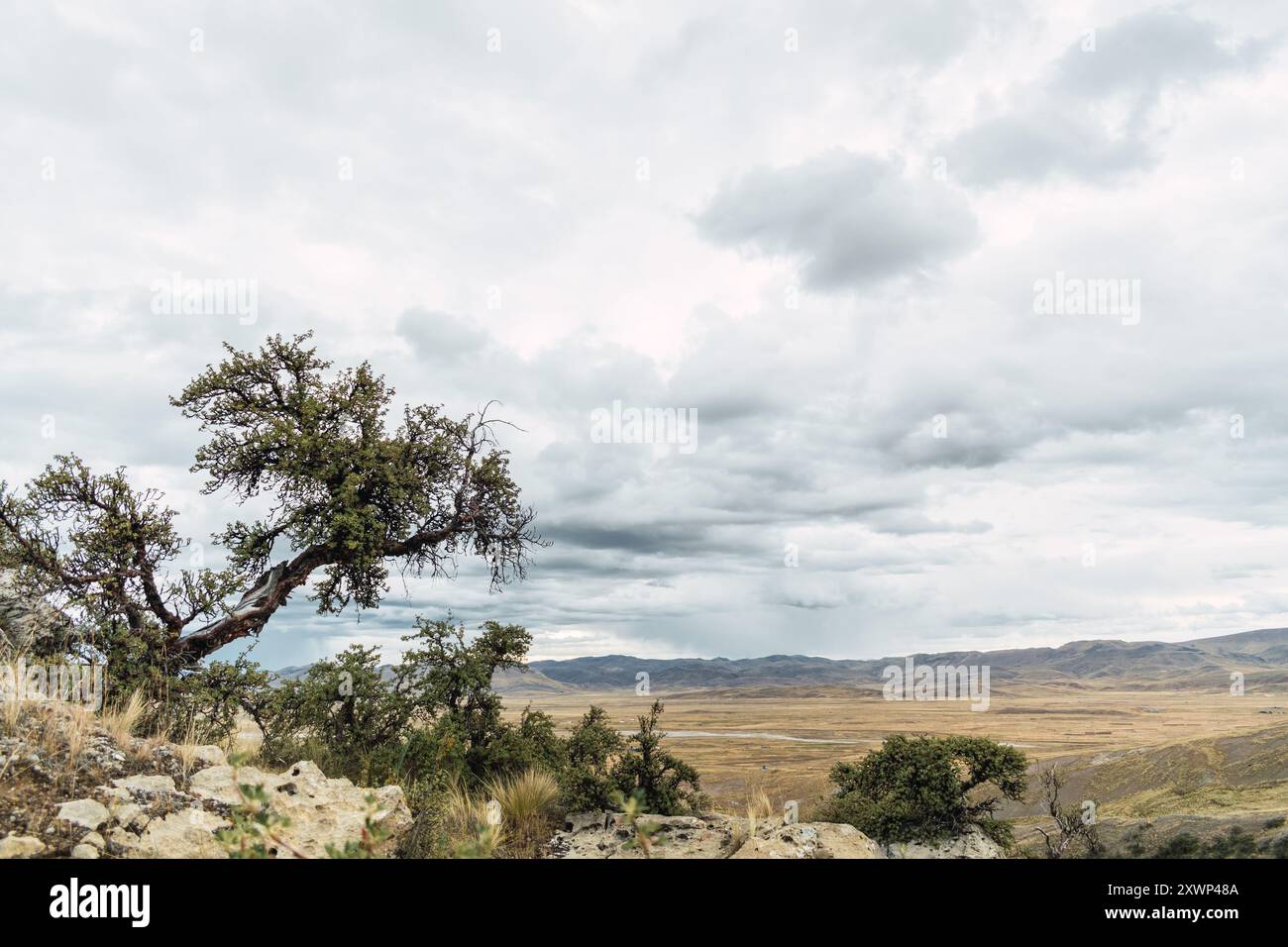 solitary green tree embedded in a cliff of a rock surrounded by a blue ...