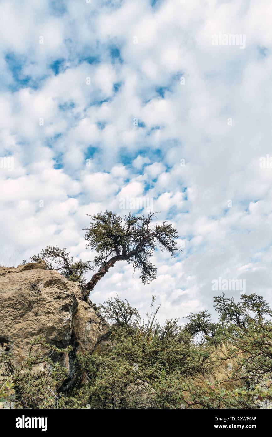 solitary green tree embedded in a cliff of a rock surrounded by a blue ...
