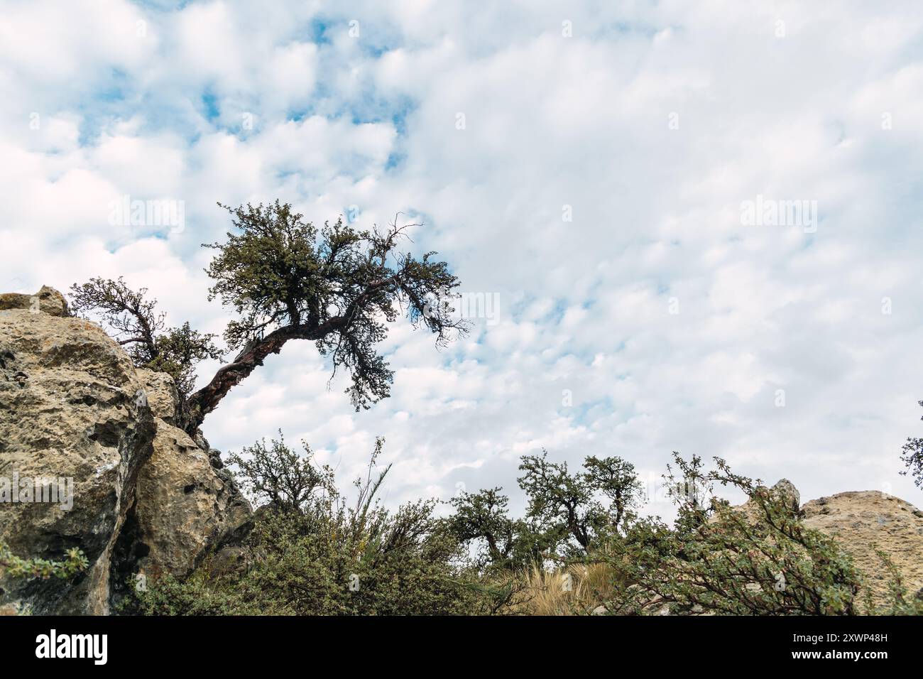 solitary green tree embedded in a cliff of a rock surrounded by a blue ...