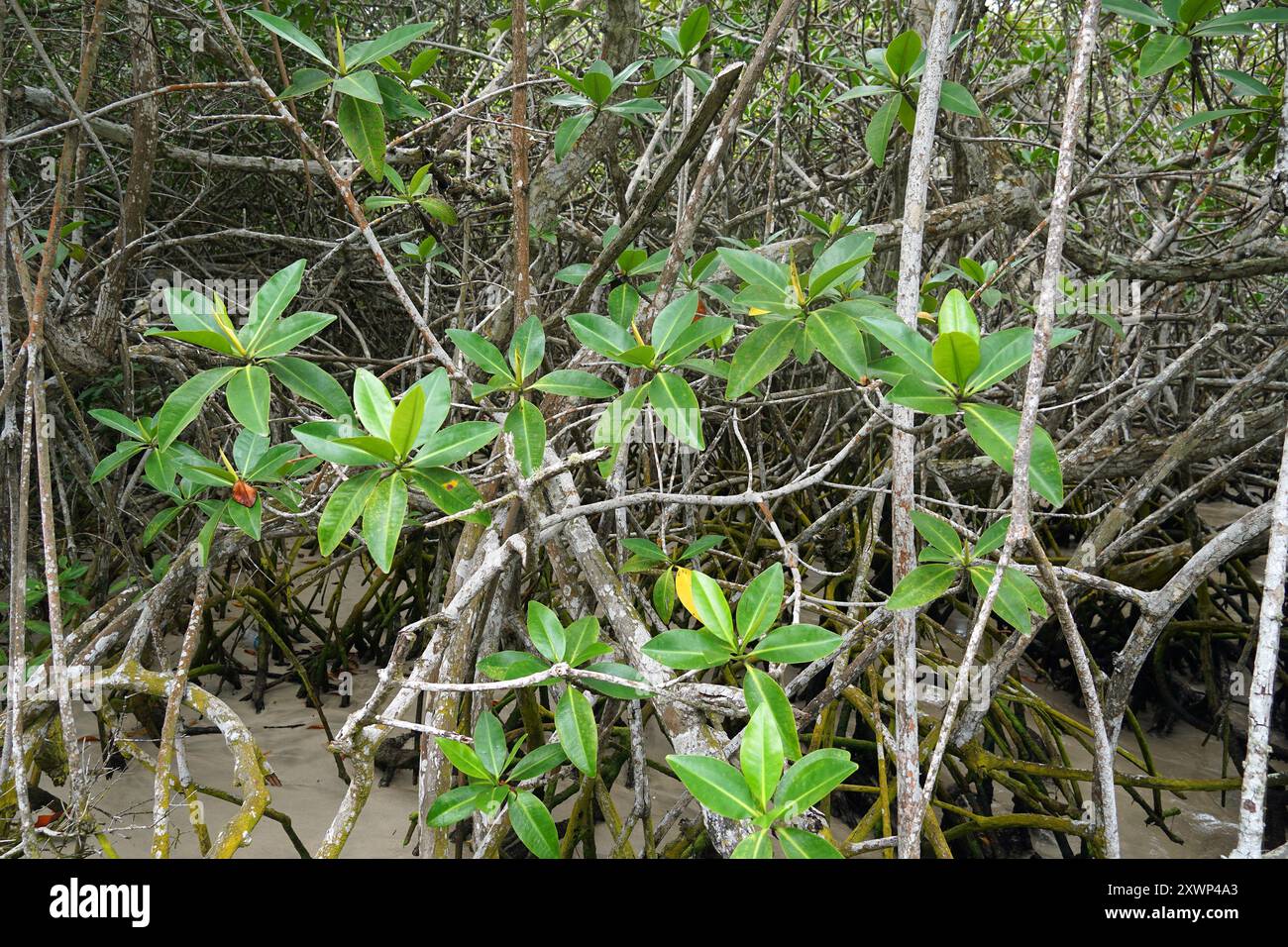 Mangrove, Concha de Perla, Pearl Shell, Puerto Villamil village ...
