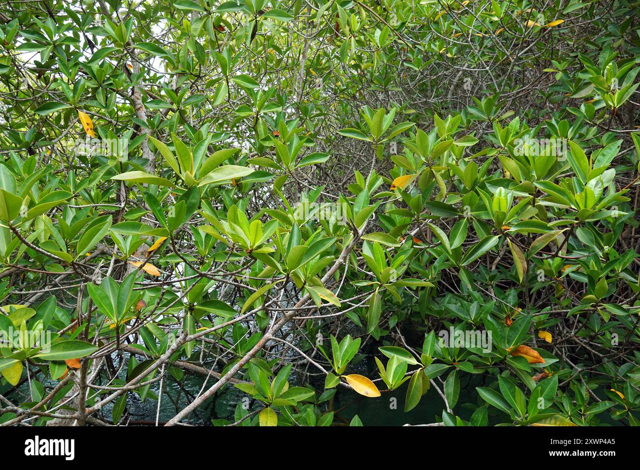 Mangrove, Concha de Perla, Pearl Shell, Puerto Villamil village ...