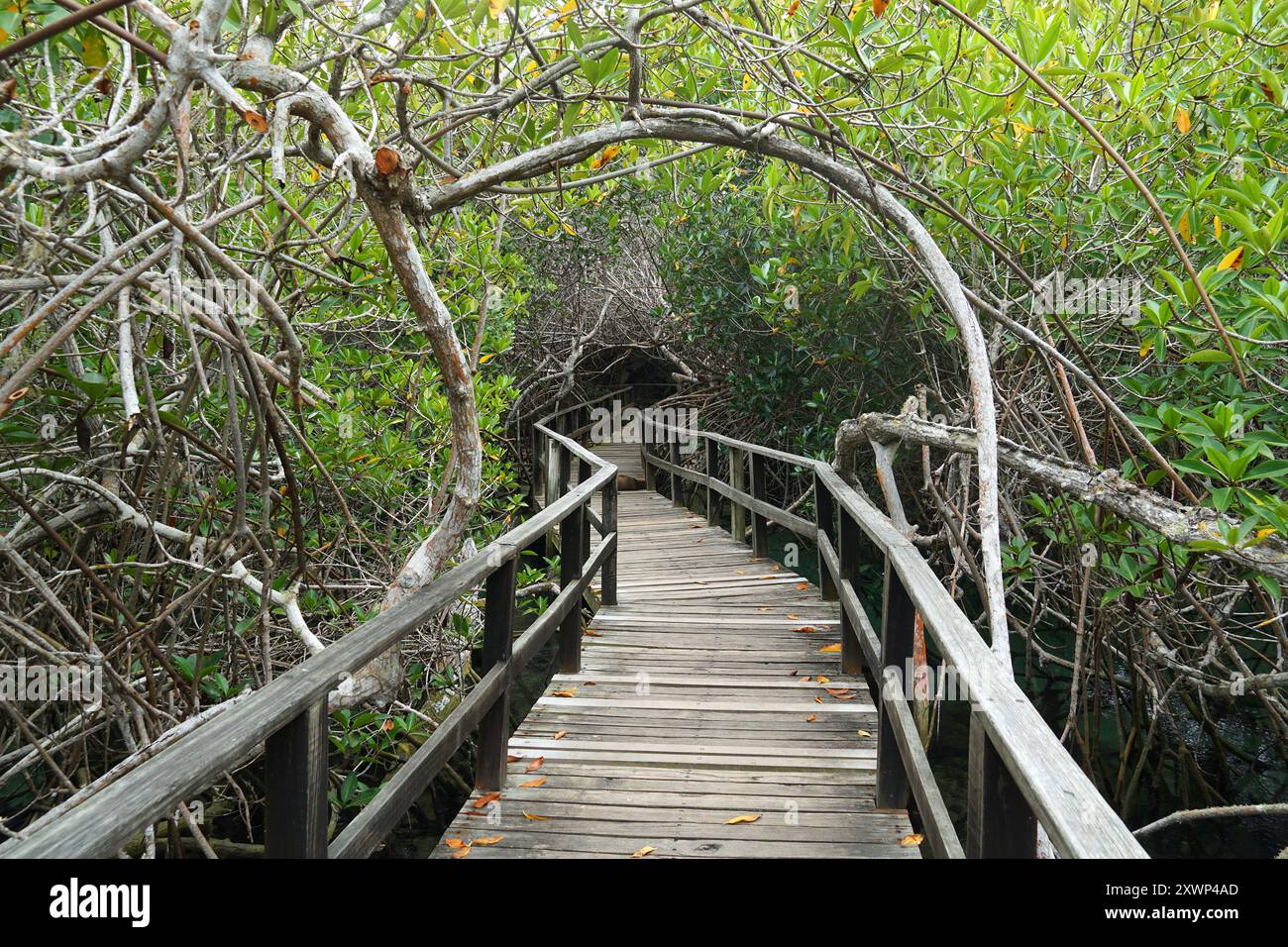 Mangrove, Concha de Perla, Pearl Shell, Puerto Villamil village ...