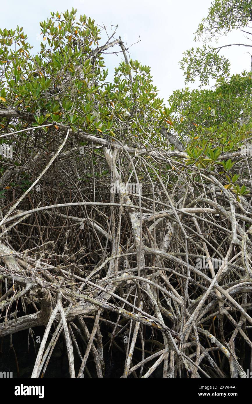 Mangrove, Concha de Perla, Pearl Shell, Puerto Villamil village ...