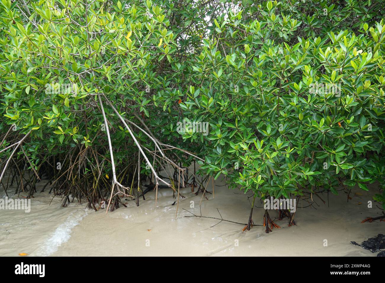 Mangrove, Concha de Perla, Pearl Shell, Puerto Villamil village ...