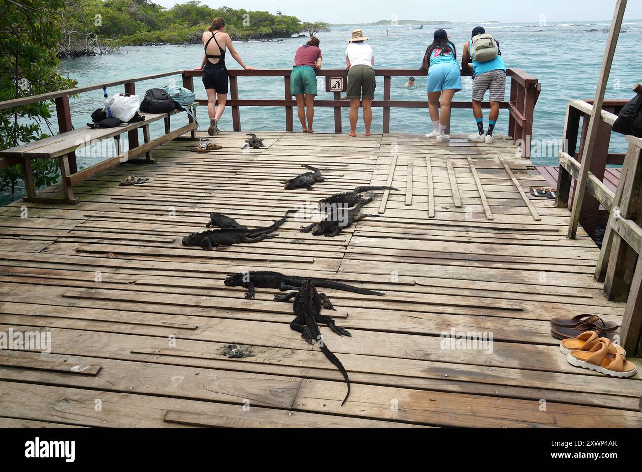 Concha de Perla, Pearl Shell, Puerto Villamil village, Isabela Island ...