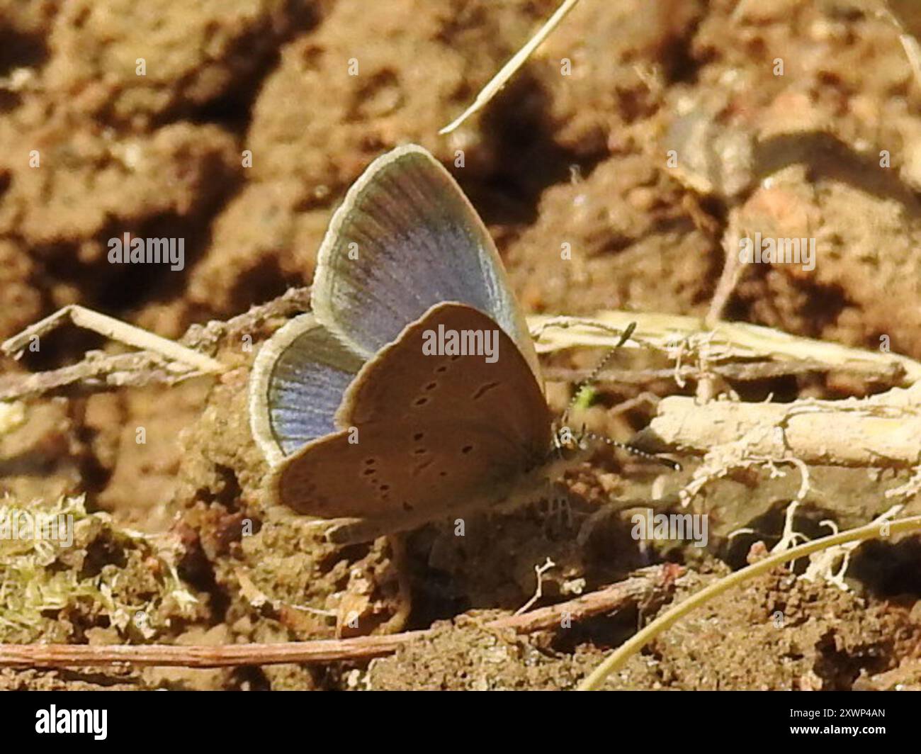 Zizina otis hi-res stock photography and images - Alamy