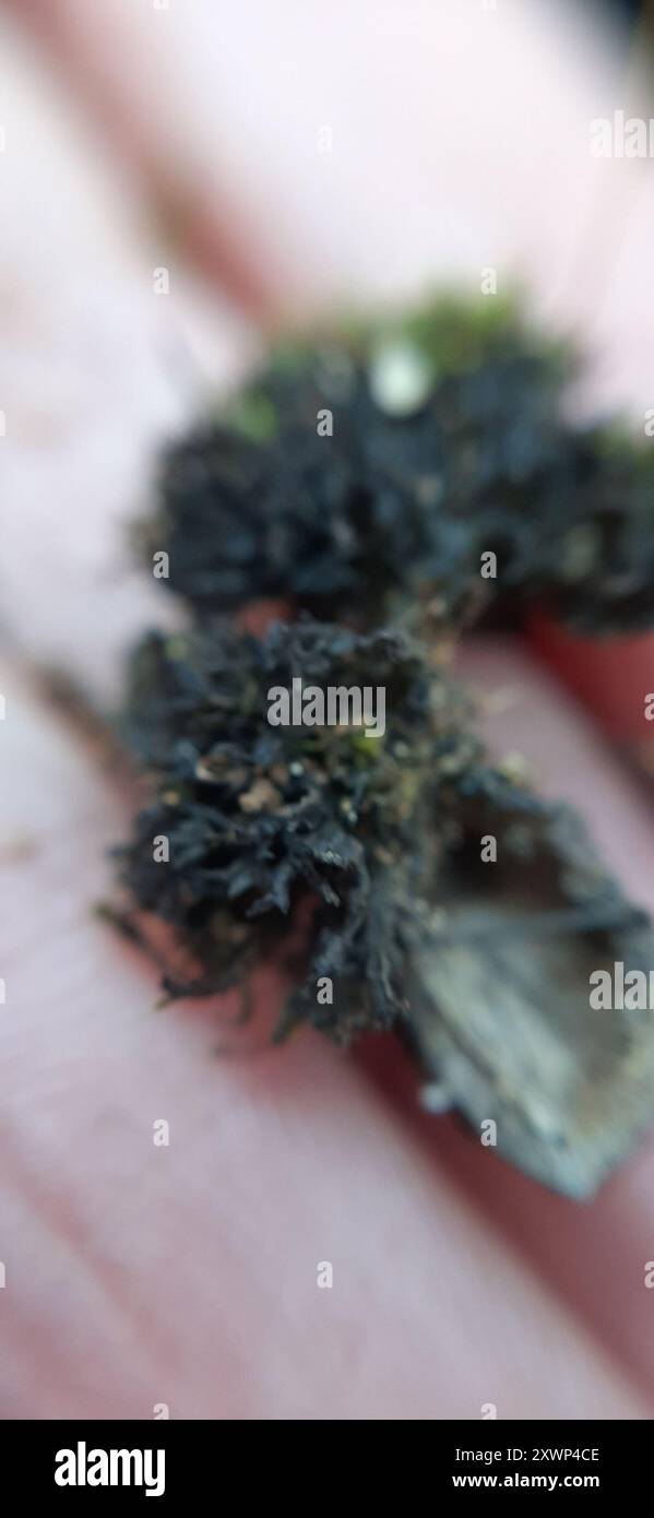 Tree Jelly Lichens (Collema) Fungi Stock Photo - Alamy