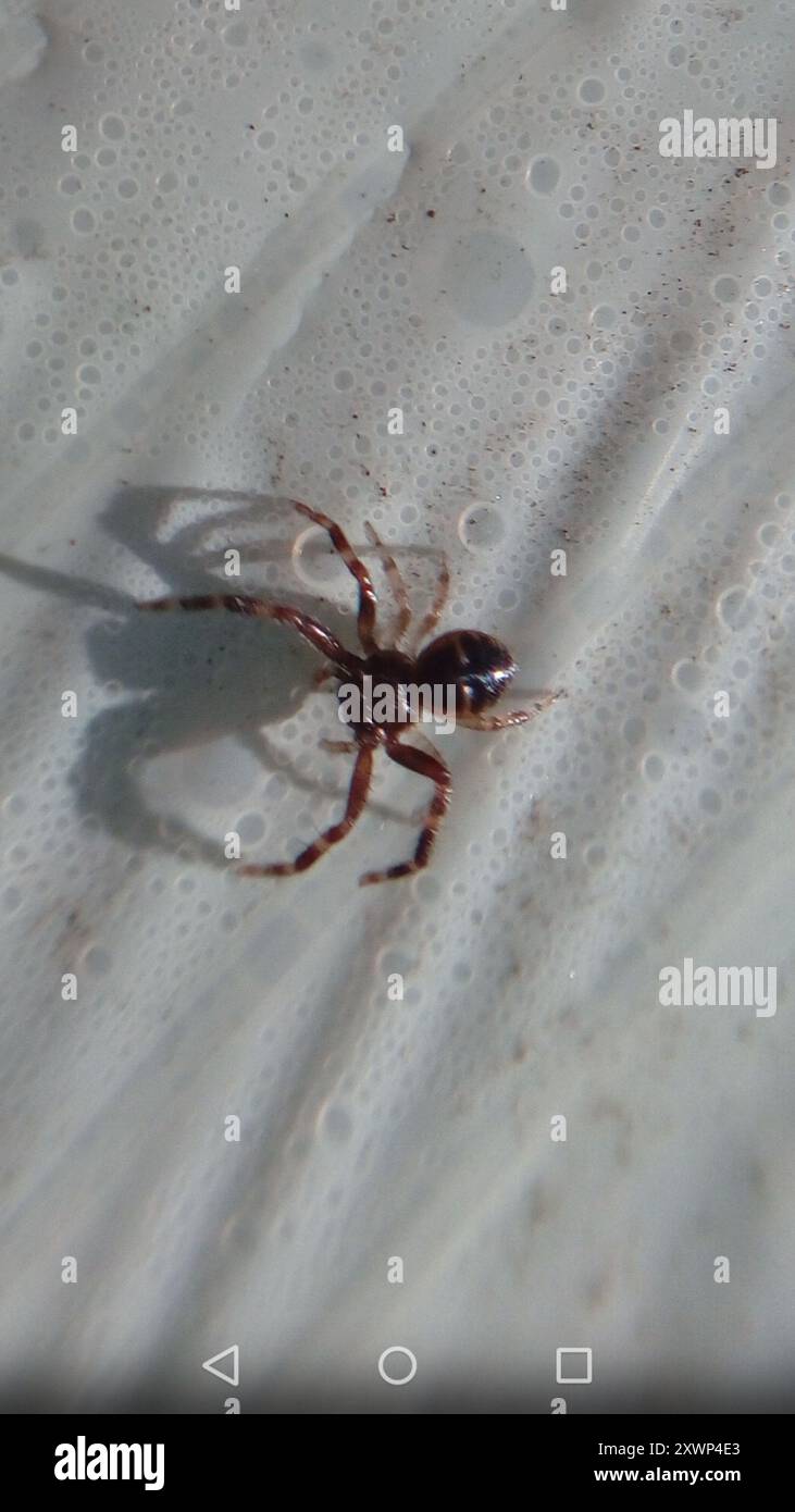 Napoleon Spider (Synema globosum) Arachnida Stock Photo - Alamy
