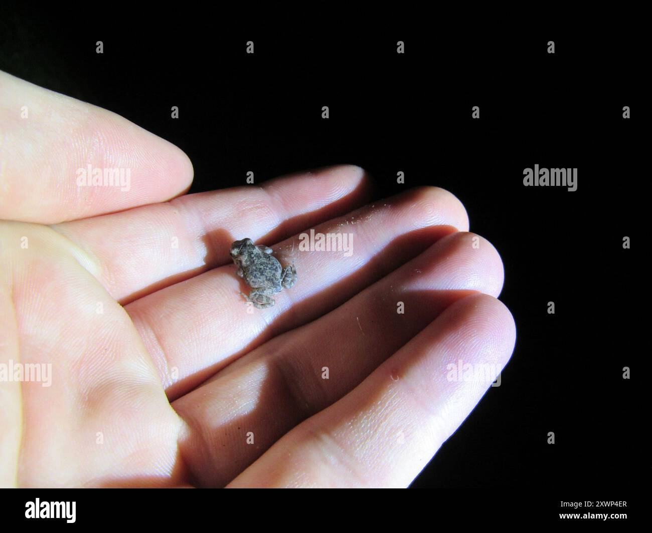 Raucous Toad (Sclerophrys capensis) Amphibia Stock Photo - Alamy