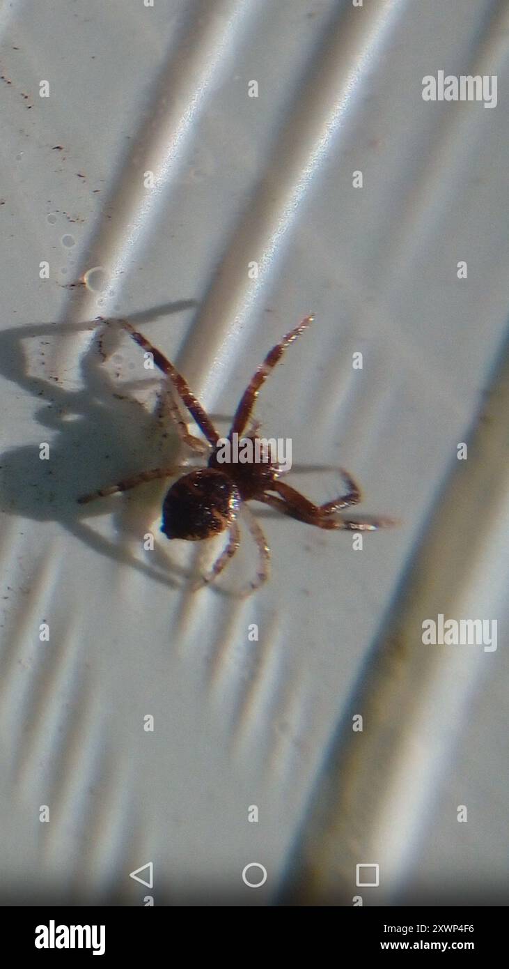 Napoleon Spider (Synema globosum) Arachnida Stock Photo - Alamy