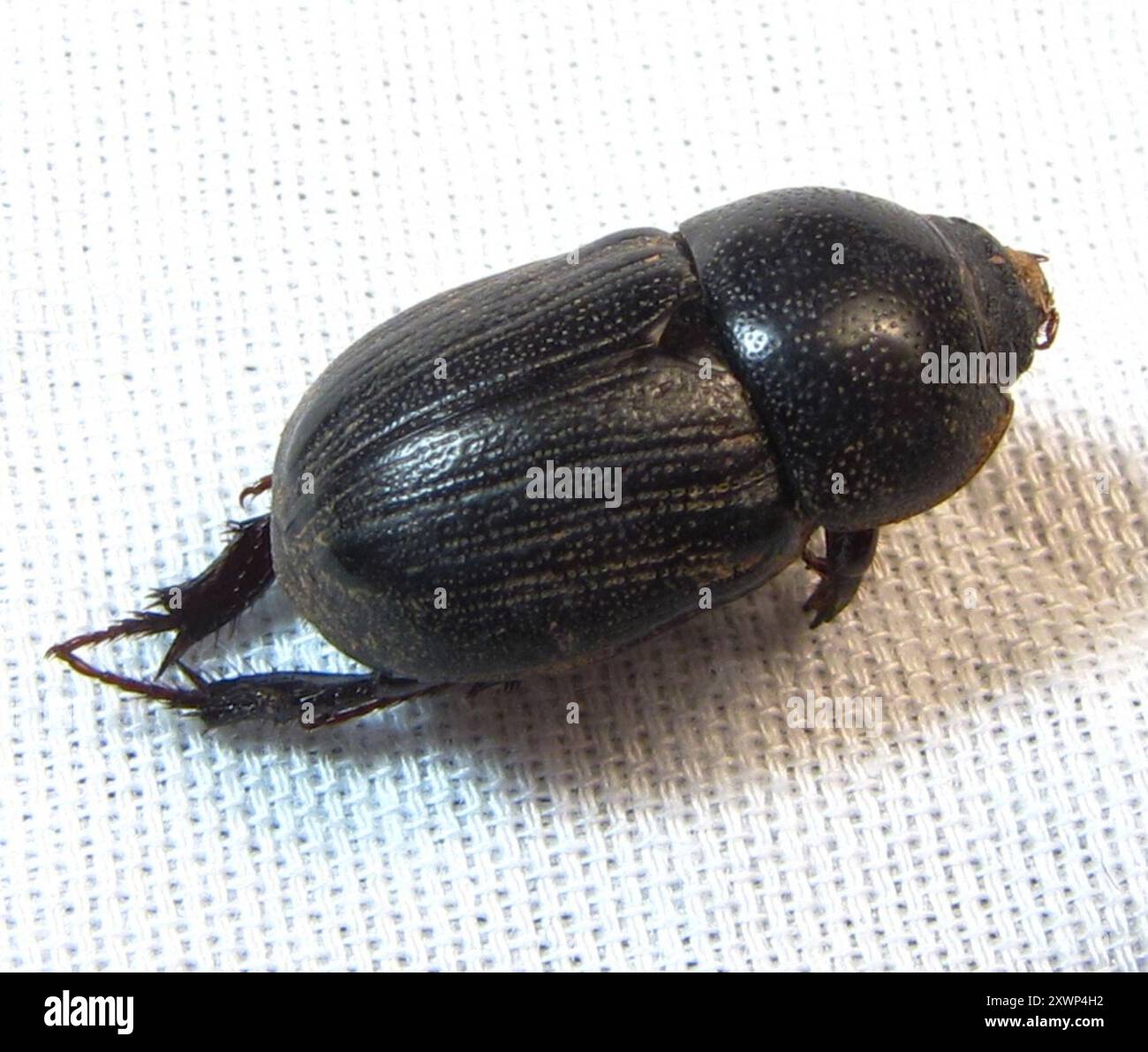 Sugarcane beetle hi-res stock photography and images - Alamy