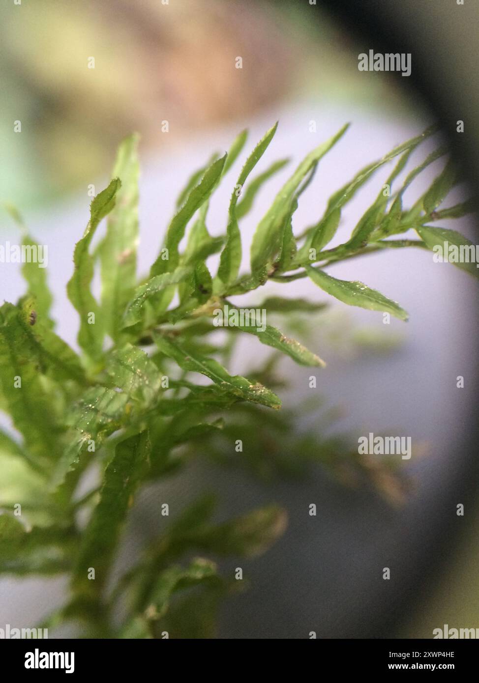 Palm-tree Moss (Plagiomnium undulatum) Plantae Stock Photo - Alamy