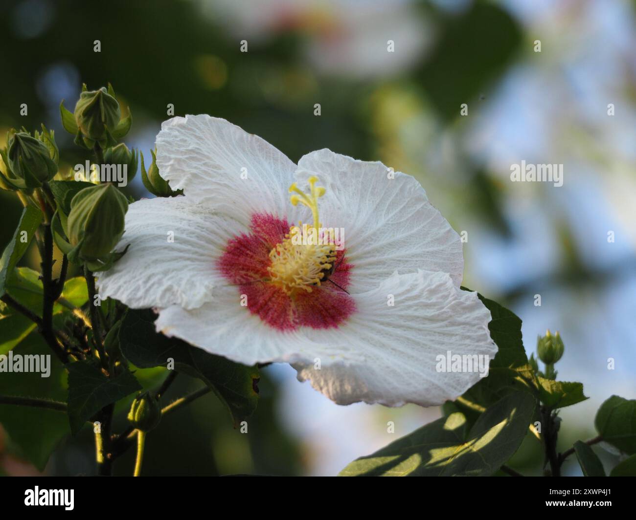 Taiwan cotton rose (Hibiscus taiwanensis) Plantae Stock Photo - Alamy