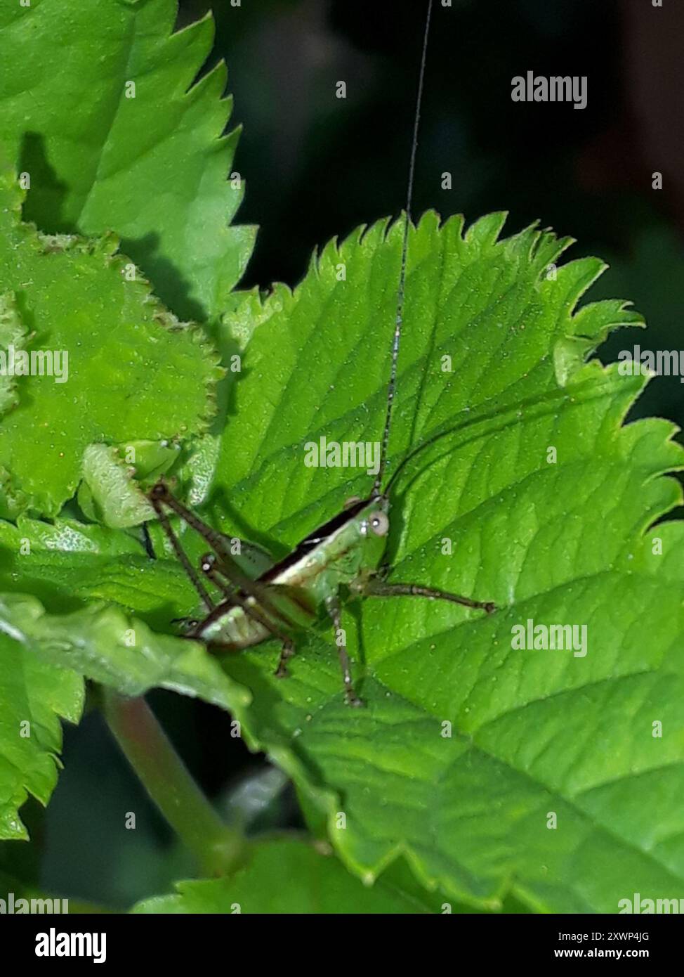 Common Meadow Katydids (Conocephalini) Insecta Stock Photo - Alamy