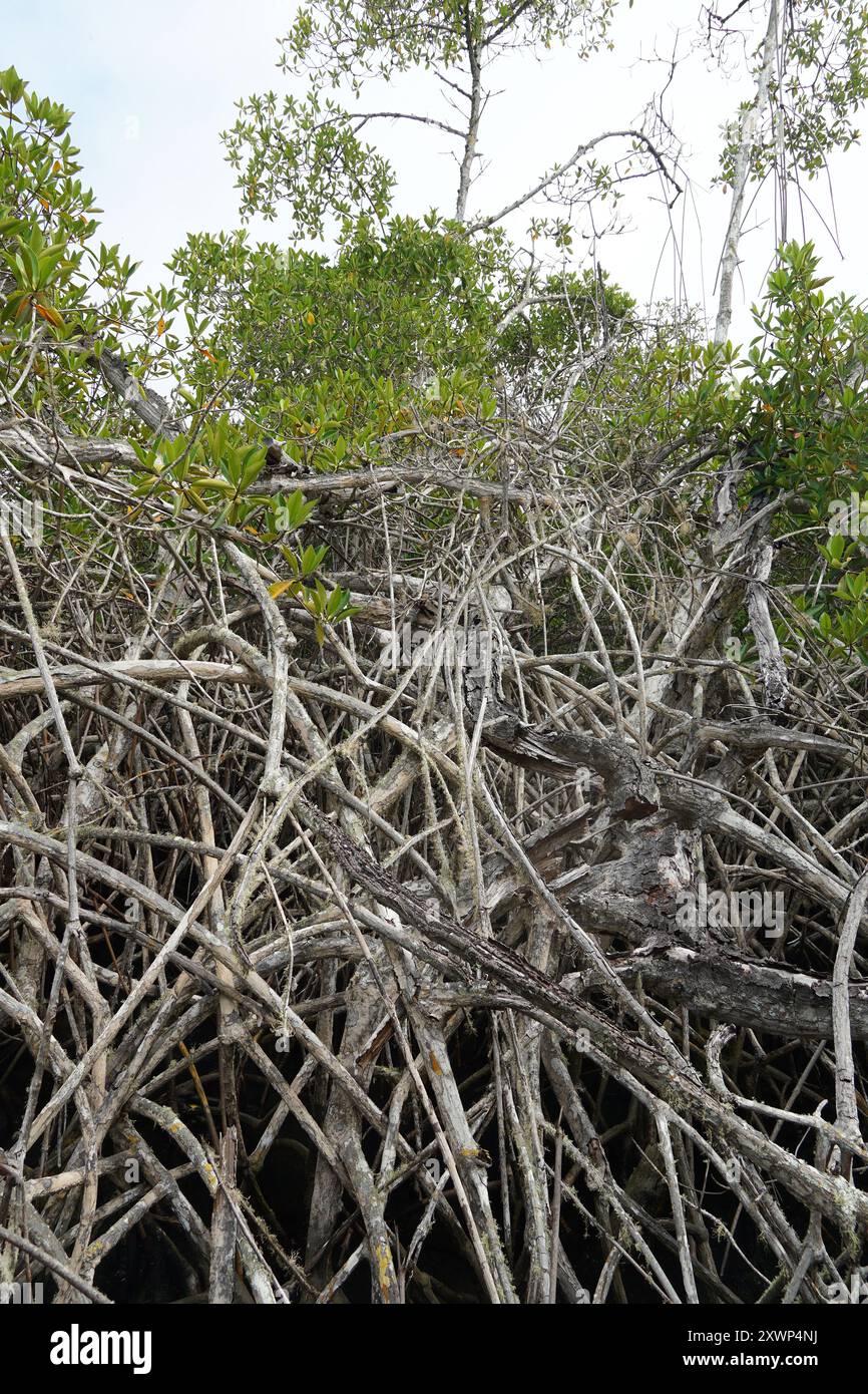 Mangrove, Concha de Perla, Pearl Shell, Puerto Villamil village ...