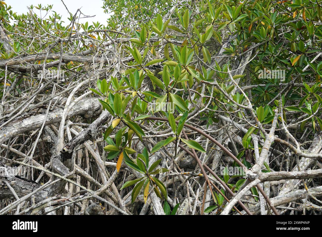 Mangrove, Concha de Perla, Pearl Shell, Puerto Villamil village ...