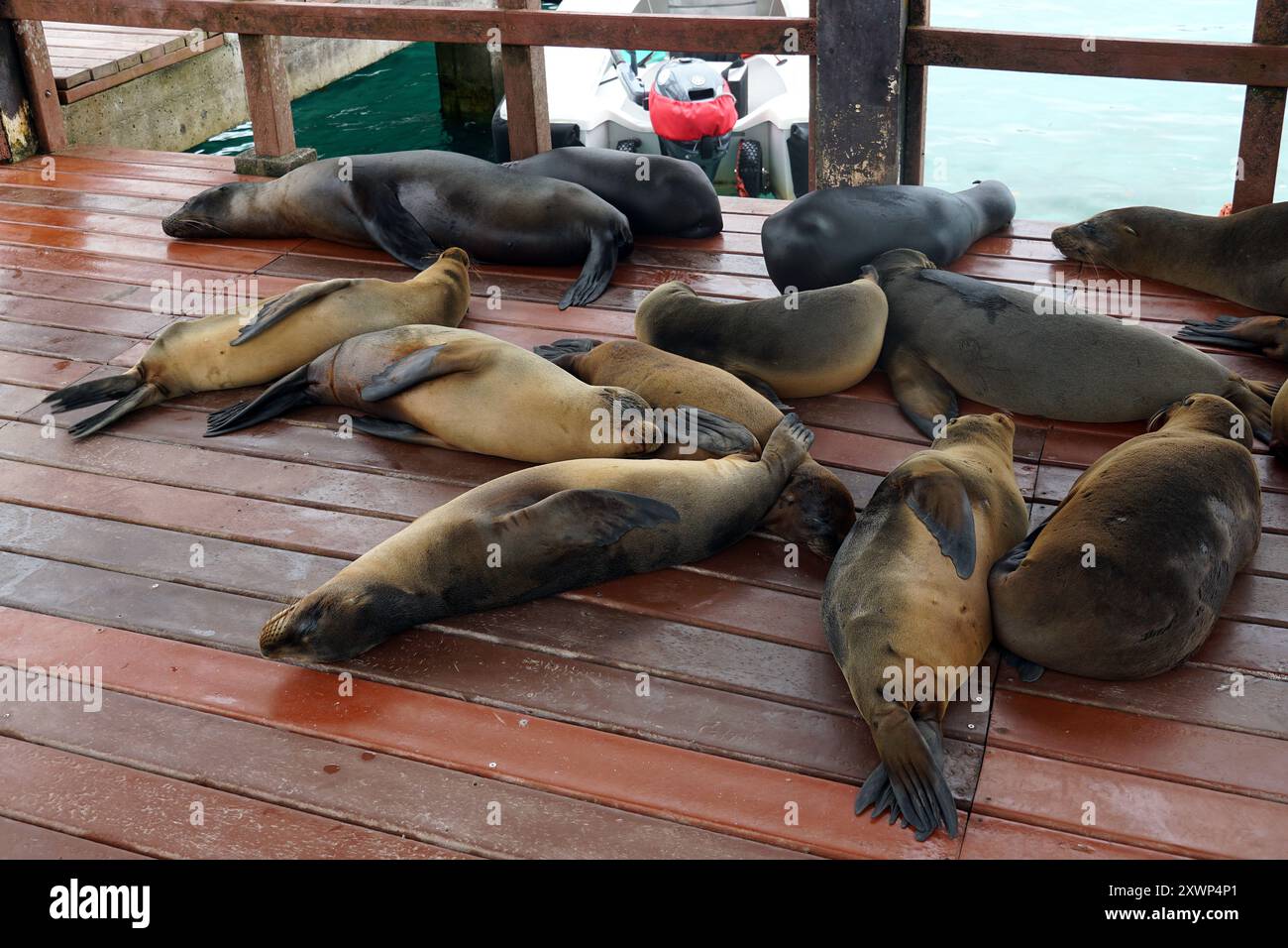 Galápagos sea lion, Galápagos-Seelöwe, Otarie des Galápagos, Zalophus ...