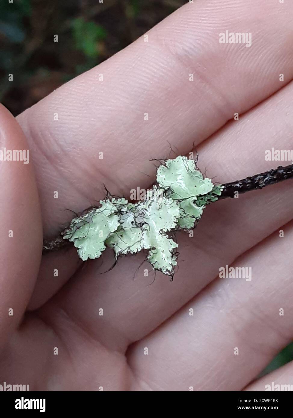 Ruffle Lichens (Parmotrema) Fungi Stock Photo - Alamy