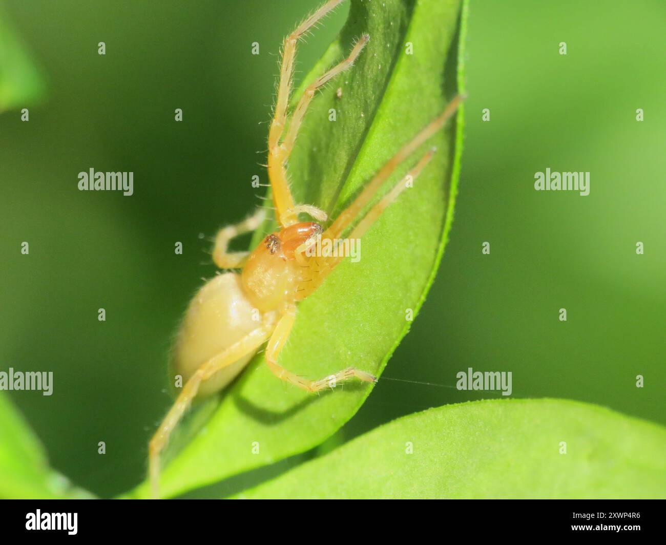 Ghost Spiders (Anyphaenidae) Arachnida Stock Photo - Alamy