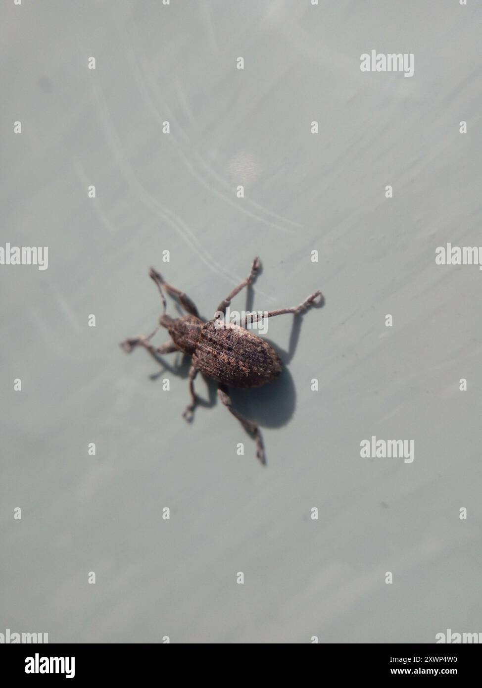 Clover Leaf Weevil (Brachypera zoilus) Insecta Stock Photo - Alamy