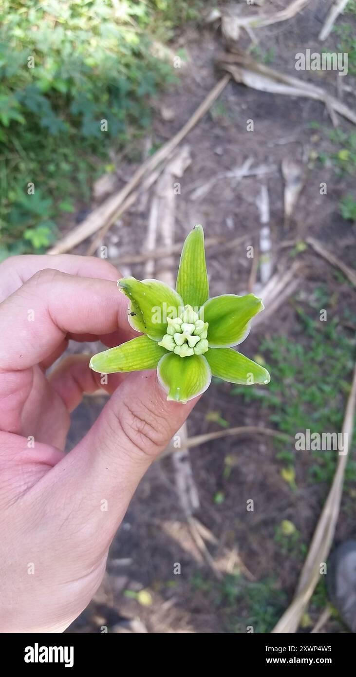Mauritius hemp (Furcraea foetida) Plantae Stock Photo - Alamy