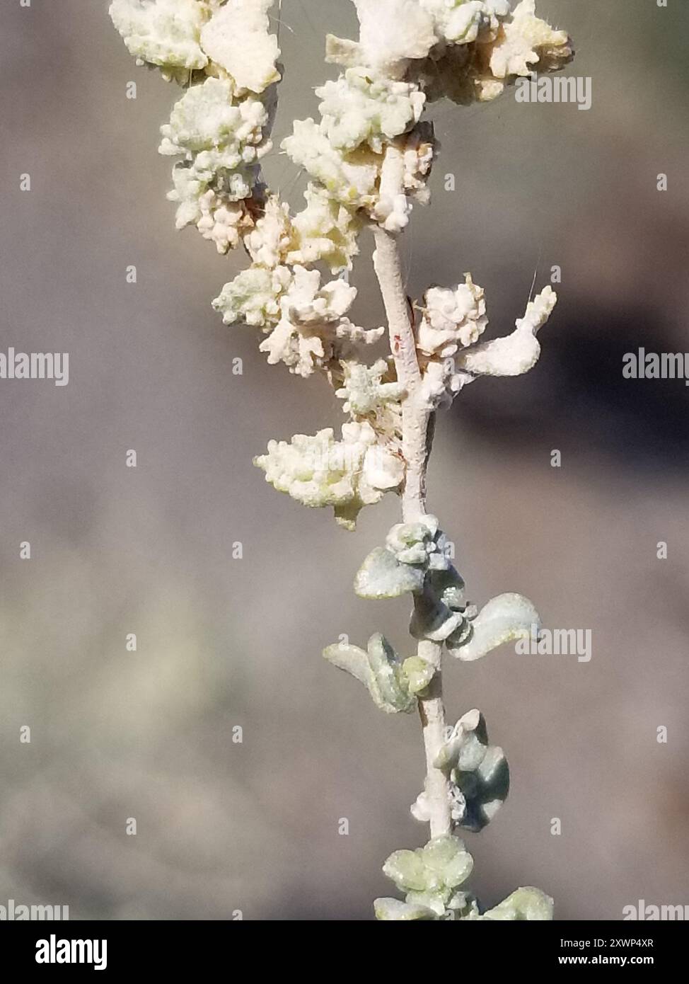 Cattle Saltbush (Atriplex polycarpa) Plantae Stock Photo - Alamy
