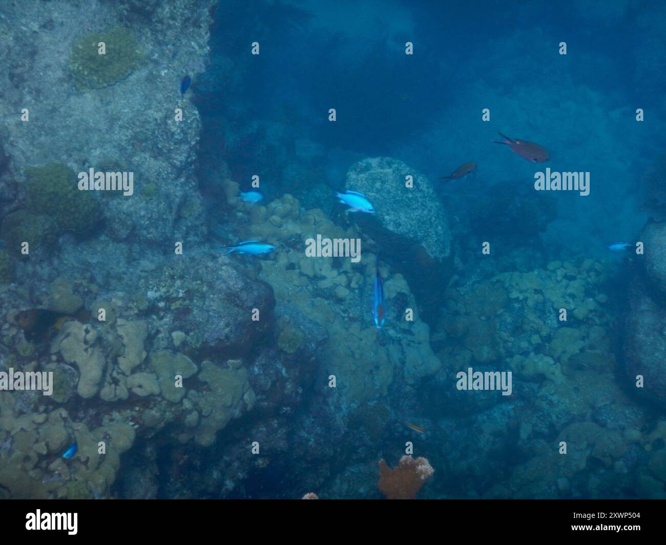 Blue Chromis (Azurina cyanea) Actinopterygii Stock Photo - Alamy