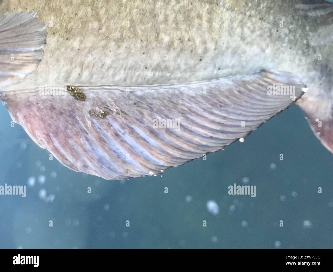 Channel Catfish (Ictalurus punctatus) Actinopterygii Stock Photo - Alamy