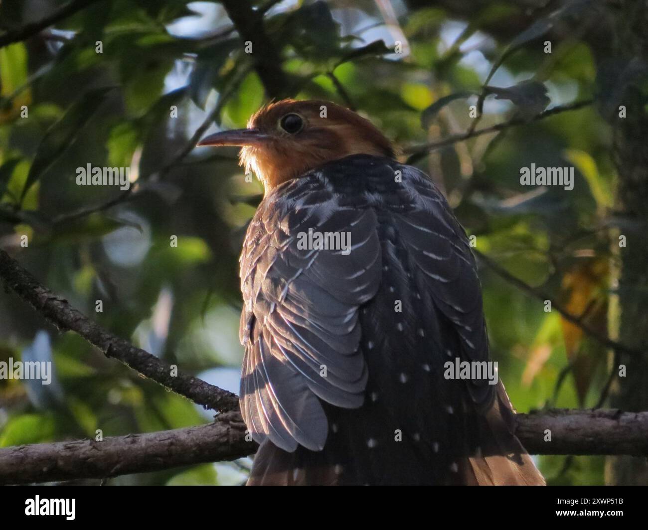 Pavoninus hi-res stock photography and images - Alamy