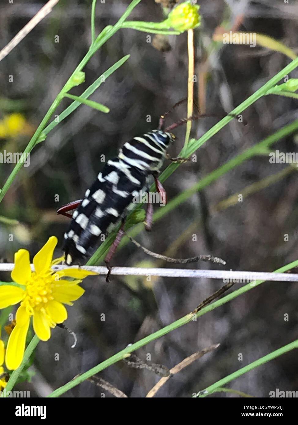 Mesquite Borer (Placosternus difficilis) Insecta Stock Photo - Alamy