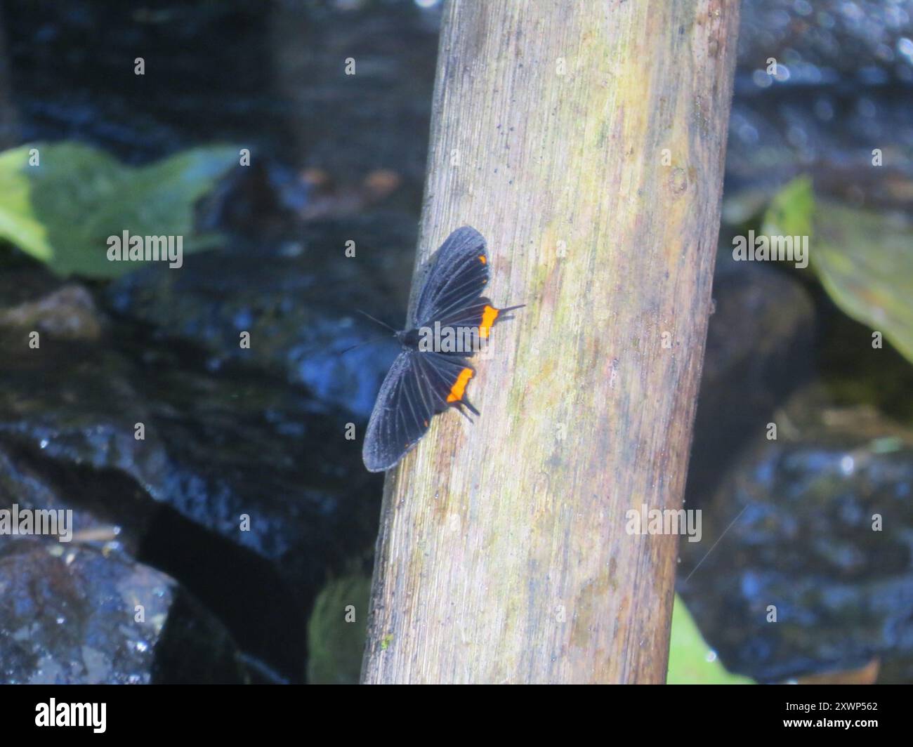 (Barbicornis basilis) Insecta Stock Photo - Alamy
