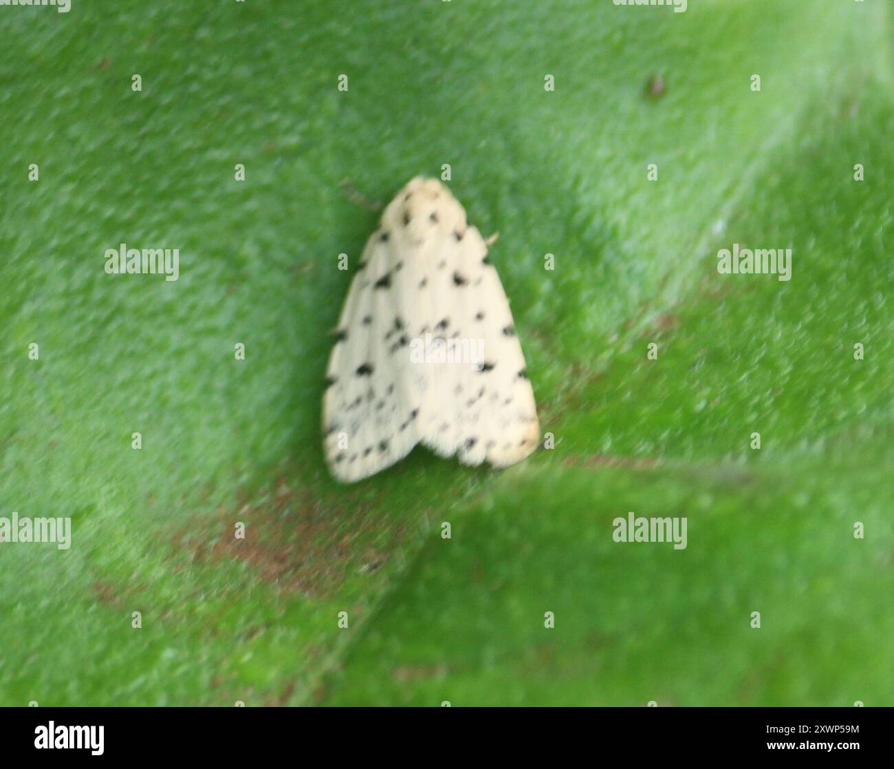Lichen Moths (Lithosiini) Insecta Stock Photo - Alamy